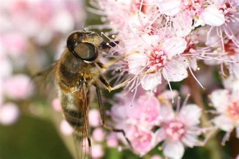 Why Do Wasps Like Humans