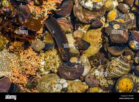 High Cockscomb Anoplarchus Purpurescens Guarding Hidden Eggs Among The Gravel And Snail Shells