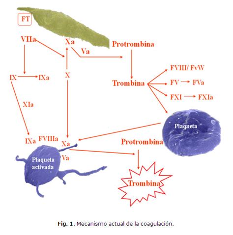 Protrombina Factor Ii Factor Ii De Coagulación