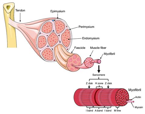 Skeletal Muscle Fiber Diagram Labeled