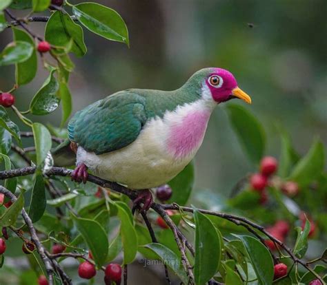 Jamil Mat Isa On Instagram “to My Dearest Birding Friends The Fruit Season Is Coming To An End