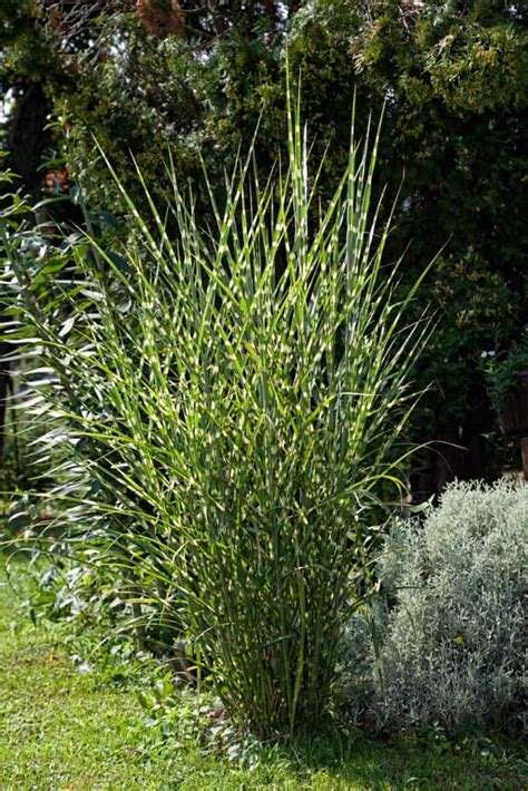 Monkey Grass Vs Mondo Grass Similarities And Differences