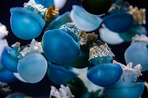 Sea Wonder Blue Blubber Jelly National Marine Sanctuary Foundation