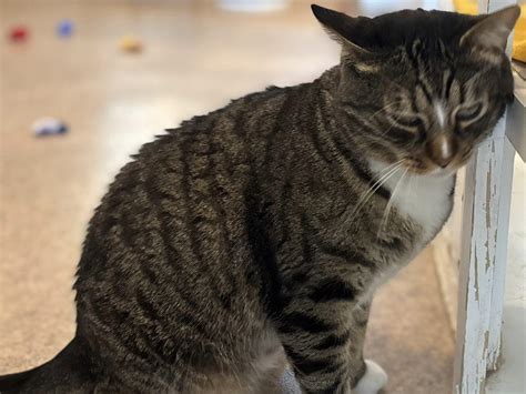 Gentle Cat Toshiro Is Looking For A Loving Home After Losing His Own