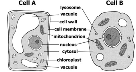 Biol 1009 Midterm 1 Practice Exam Flashcards Quizlet