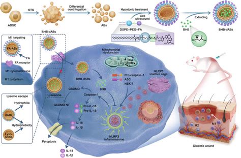 Schematic Diagram Depicting The Preparation Of Bhb Dabs And Their