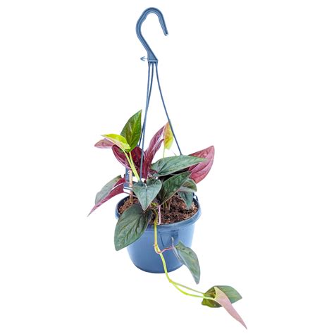 Arrowhead Vine Red Arrow Hard To Find And Syngonium Erythrophyllum And Houseplant Uk