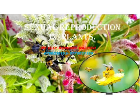 Sexual Reproduction In Plants Presentation Elly Keny Free Pdf Download For Biology S1
