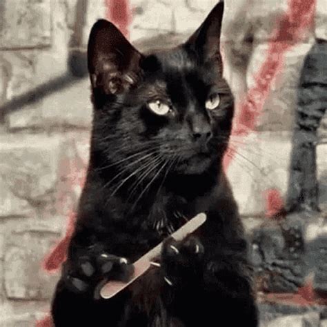 Memes De Salem