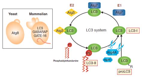 Lc3 Antibodies