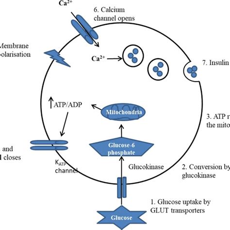 Schematic Of Regulation Of Insulin Secretion In The Pancreatic β‐cell Download Scientific Diagram