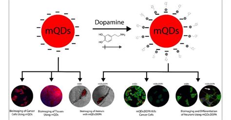 Dopamine Functionalized Red Carbon Quantum Dots For In Vivo Bioimaging