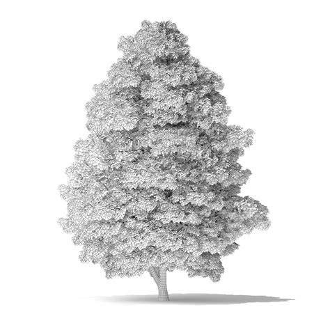 Red Alder Tree 11 6m 3d Model Download Trees On