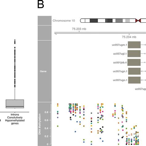 A Most Human Genes Show Pervasive Dna Methylation At Exons And