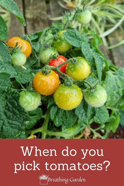When Should You Pick Tomatoes From The Vine At Vernon Virgil Blog