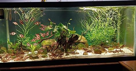 Fish Tank Album On Imgur
