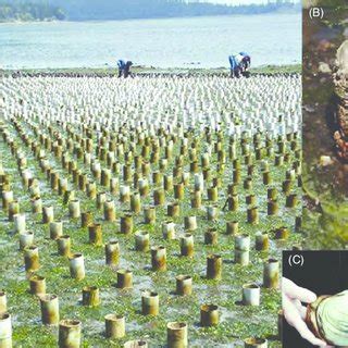 2 A B Geoduck Farming Operations Wsnpage2html