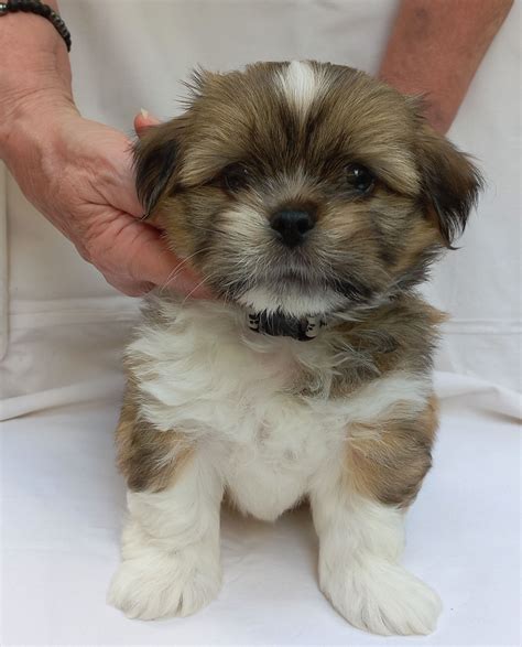 Lhasa Apso Puppies 8 Weeks Old Adopted “rocco” A Lhasa Apso