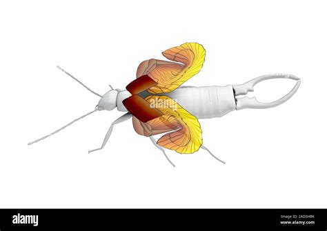 Ear Wig Wing Folding Computer Illustration Showing The Anatomy Of An Ear Wig Order Dermaptera