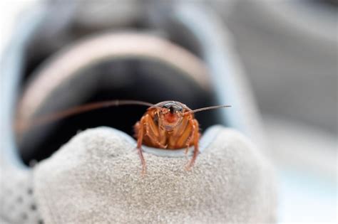 Premium Photo Close Up Of Cockroaches In Shoes