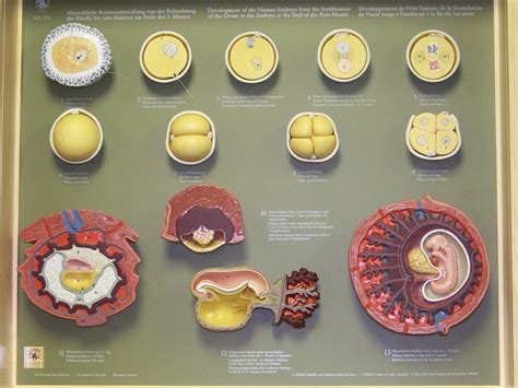 Cell To Embryo Model B1 Diagram Quizlet