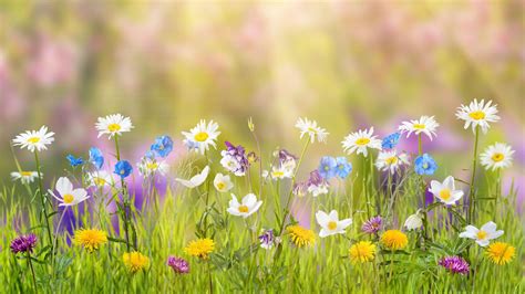 Flowers 4k Wallpapers Top Free Flowers 4k Backgrounds Wallpaperaccess