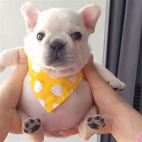 Fat Pibble In 2025 Pibble Puppy Pibble Silly Dogs