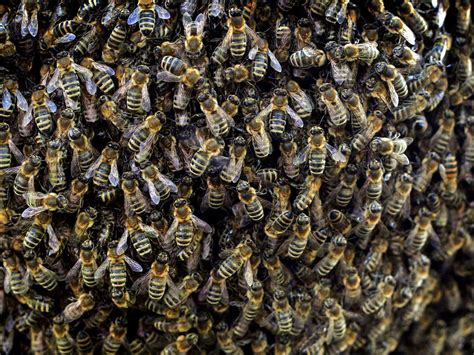 Man Dies After Crashing Car Into Bee Infested House The Independent