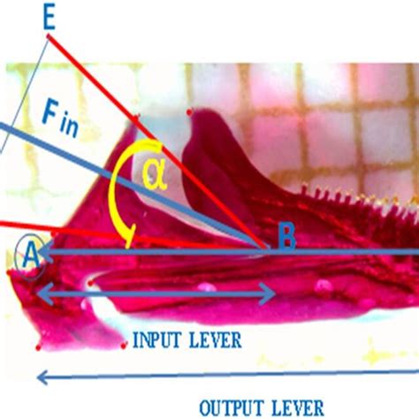 Bite Force Model Illustration Fout Is A Force Output At The Tip Of The