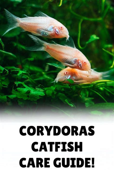 Corydoras Care Guide Feeding Water Parameters Tank Setup Tank Size