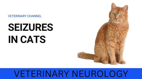 Seizures In Cats Feline Epilepsy Differentiating Diagnosing And