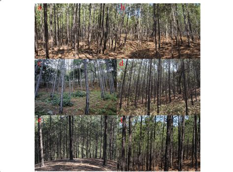 Sampling Was Implemented Under Different Selective Logging Intensities