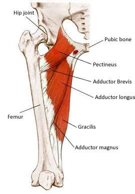 Hip Adductors Diagram Quizlet
