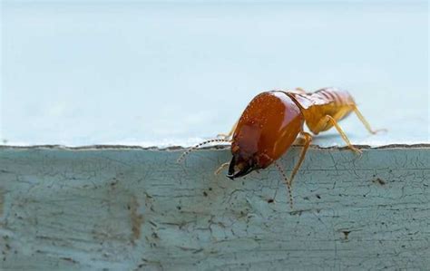 Signs Of Termites Every Humble Resident Needs To Know Bugtime Termite