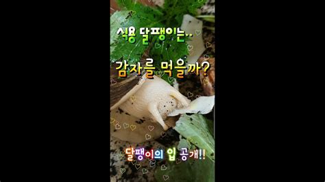 식용 달팽이는 감자를 먹을까 달팽이 입 공개 Youtube