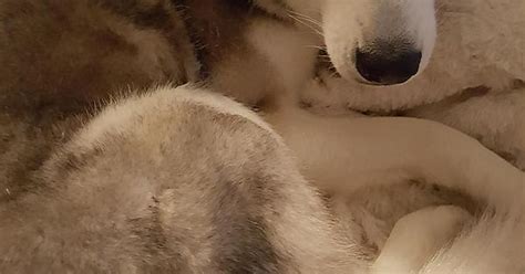 Meet Kahlua Album On Imgur