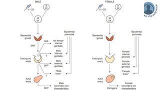 Sexual Determination Genetic Gonadal Phenotypic Sex And Reproductive Anomalies PDF