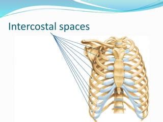 Intercostal Space Anatomy