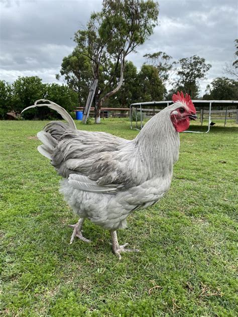 Marans Chickens Marans For Sale