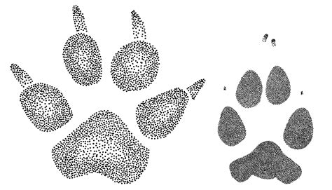 Six Animal Tracks To Look For On Your Next Hike Sharman Apt Russell