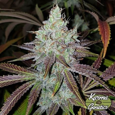 Mango Lassi By Karma Genetics Gb The Green Brand