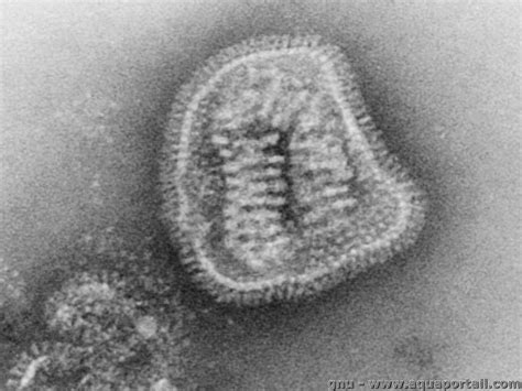 Virus à Arn Définition Et Explications