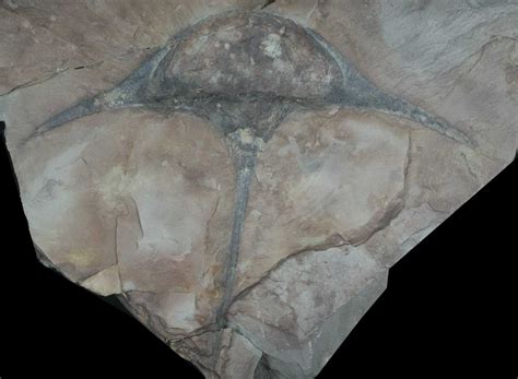 ‘living Fossils We Mapped Half A Billion Years Of Horseshoe Crabs To