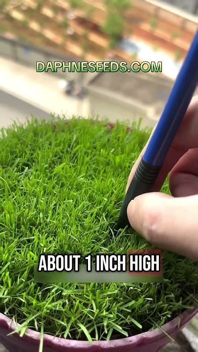 🌿dreaming Of The Perfect Lawnmake It A Reality With Our Four Seasons