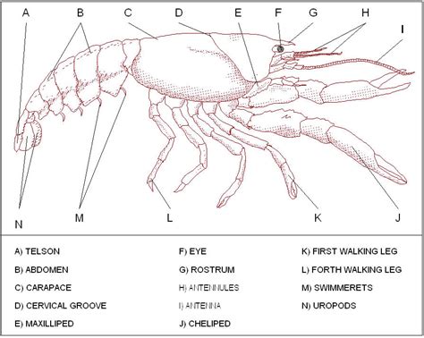Labeled Diagram Of A Crayfish Wiring Diagram Pictures