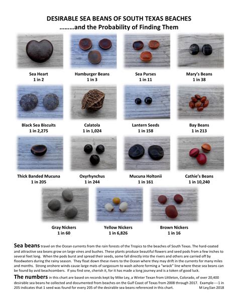 Desirable Sea Beans Of Texas Usa Sea Beans Sea
