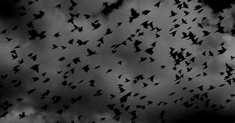 Grackles In Twilight Imgur