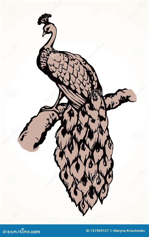 A Beautiful Peacock Sit On The Tree Vector Drawing
