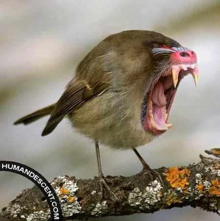 Floss One Tooth Bird By Bird Kings Corner