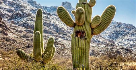 17 Heat Resistant Plants That Thrive In Hot Climates Plantisima